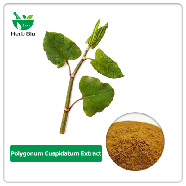 Chinese Polygonum Cuspidatum Extract Supplier - Xi'an Herb Bio
