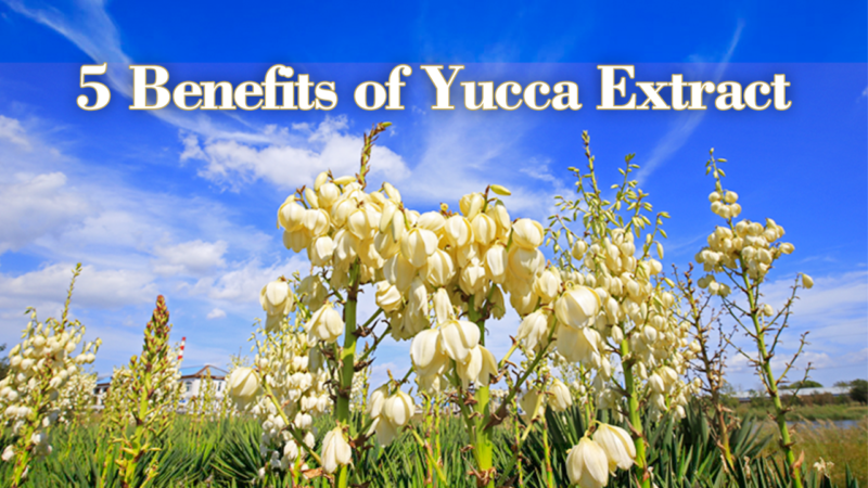 5 Top Benefits of Yucca Extract - Xi'an Herb Bio
